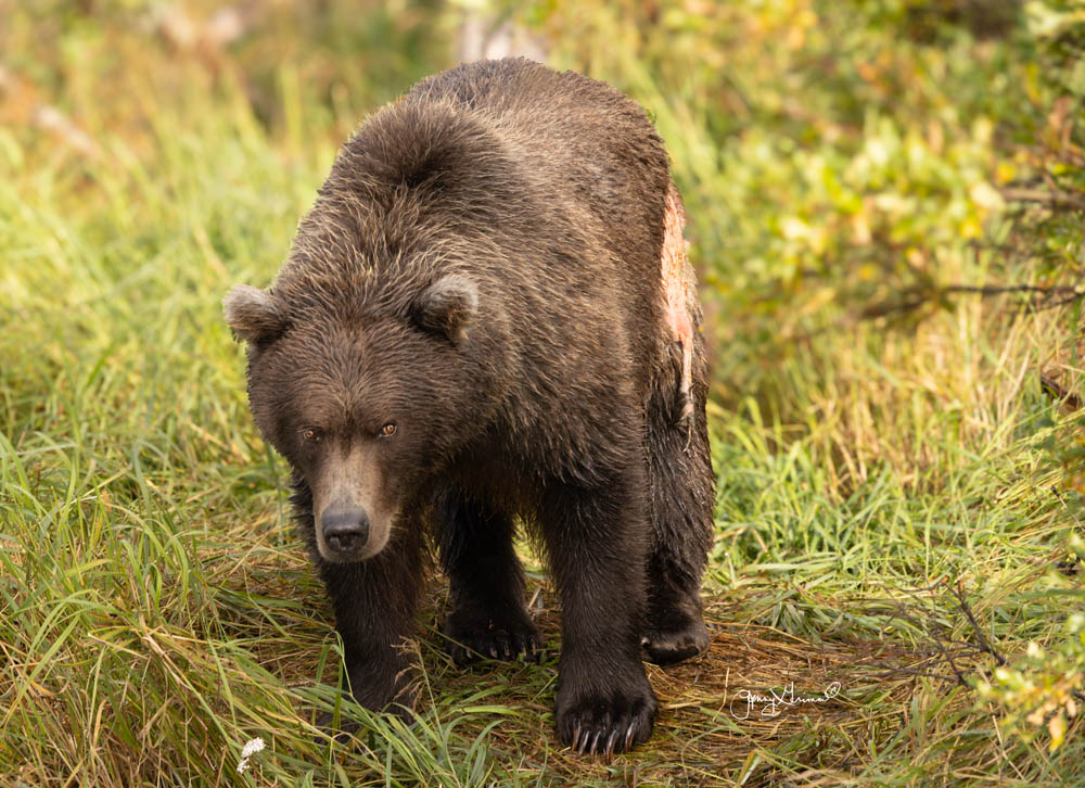 Photo Gallery - Battle Alaska | Battle River Wilderness Retreat