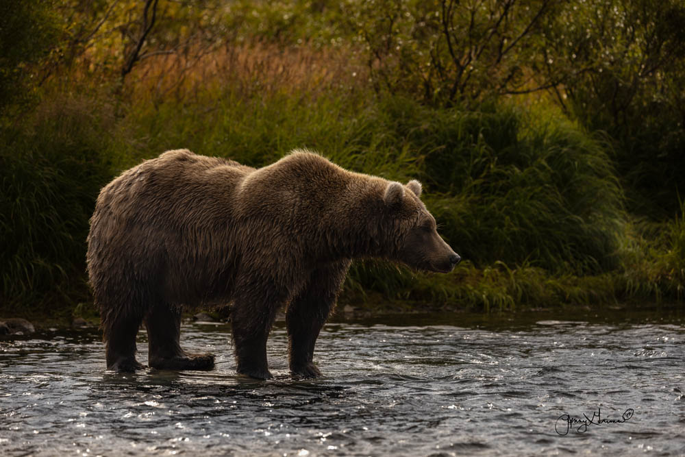 Photo Gallery - Battle Alaska | Battle River Wilderness Retreat